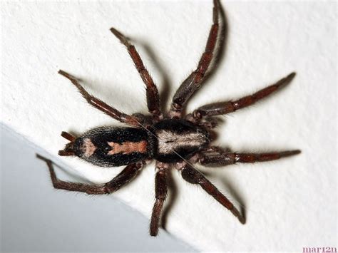 Eastern Parson Spider North American Insects And Spiders