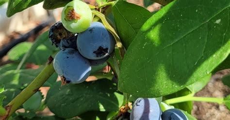 슈퍼푸드 블루베리…전남도 5월 친환경 농산물 선정