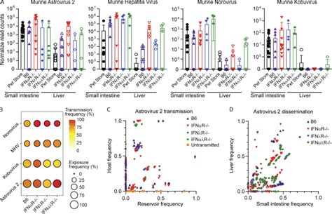 Evaluating Transmission Bottlenecks And The Impact Of Ifn Responses