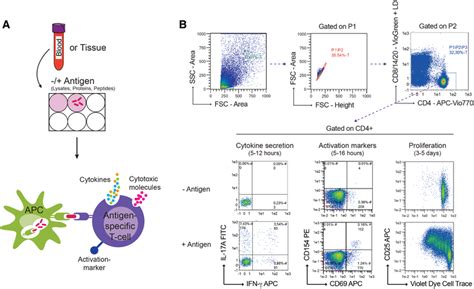Principal Of Antigen‐specific Stimulation Assays A Pbmcs Or Single