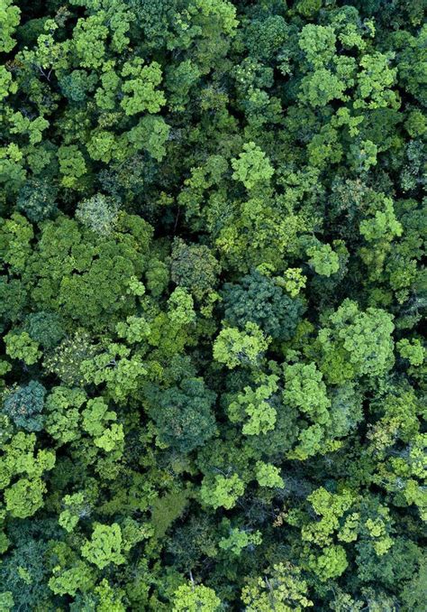 Tree Wallpaper Grass Textures Tree Textures Tree Photoshop