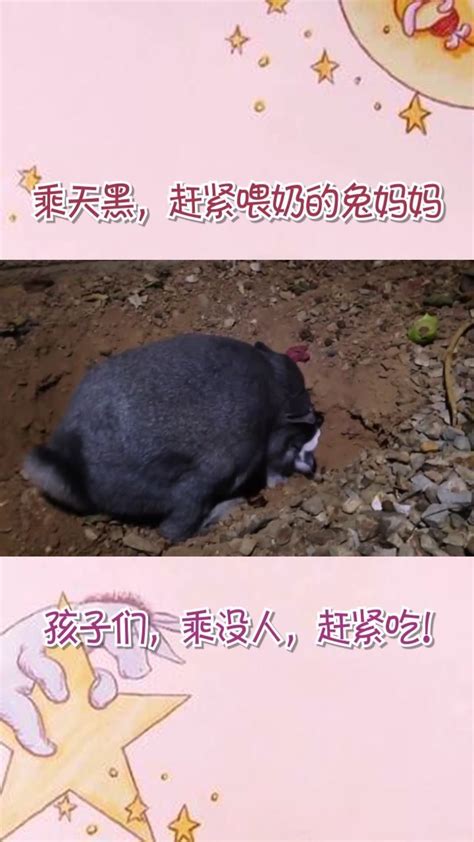 喂奶的兔妈妈把小兔子喂饱塞进洞里 高清1080P在线观看平台 腾讯视频