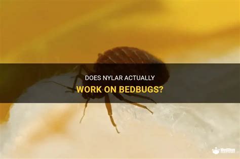 Does Nylar Actually Work On Bedbugs Medshun