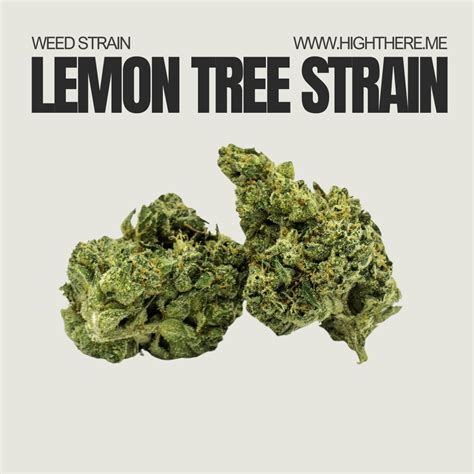 Lemon Tree Strain Review Flavor Effects And Where To Buy