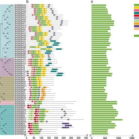 Phylogenetic Tree Motif Analysis And Exon Intron Structure Of Download Scientific Diagram