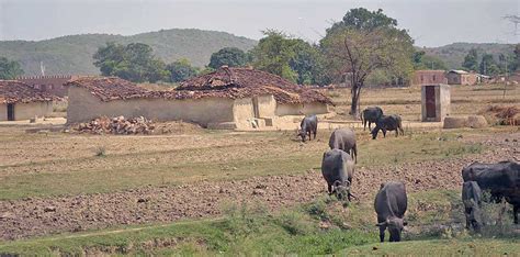 Phoolan Devi Bandit Queen Of India Thecollector