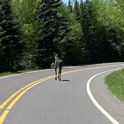 The Gunflint Trail A National Scenic Byway Rockwood Lodge And Outfitters
