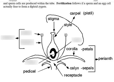 bio122l male female flower parts diagram quizlet