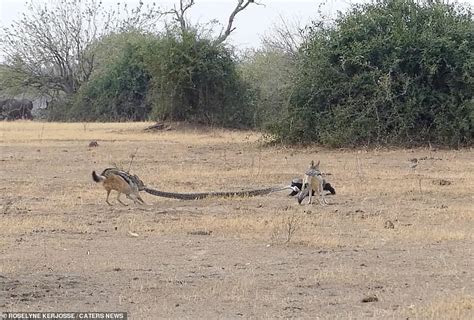 Honey Badger Rescued From Python By Jackals Before Fighting Them Off To Feast On The Snake