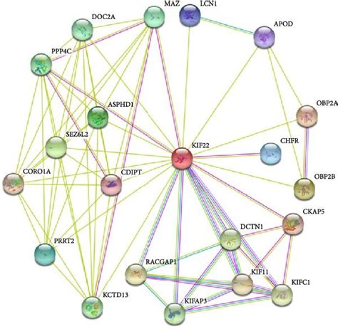 Kif22 Related Gene Enrichment Analysis A The Gene Gene Functional Download Scientific