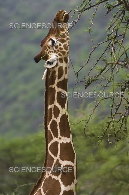 Giraffes Eating Acacia Leaves