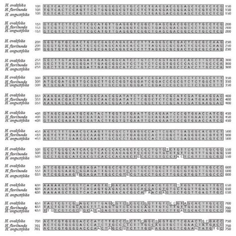 Comparison Of Nucleotide Sequences Of Its Region Nucleotide Sequence