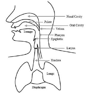 A Schematic Diagram Of The Human Speech Production Mechanism Download Scientific Diagram