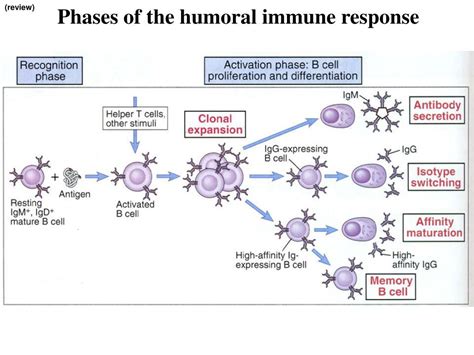 Humoral Immunity Diagram