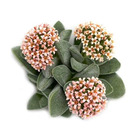 Crassula Silver Springtime Leaf And Clay