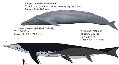 Giant Ichthyosaurs Of The Upper Triassic By Theropod1 On Deviantart