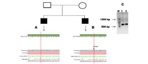 Identiication Of A Novel Missense Mutation In Coagulation Factor Viii Download Scientific