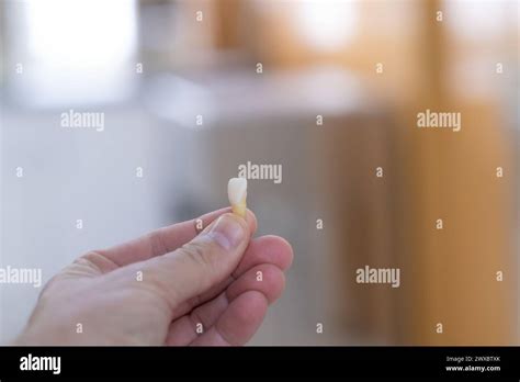 A Hand Holds An Incisor Tooth To Work On A Custom Dental Prosthesis