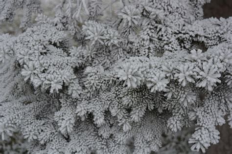 크리스마스 트리 가문비 나무 서리와 눈송이로 덮여 흰색 눈의 층 아래 소나무의 녹색 가지 쾌적한 감정과 아름다운 자연 겨울