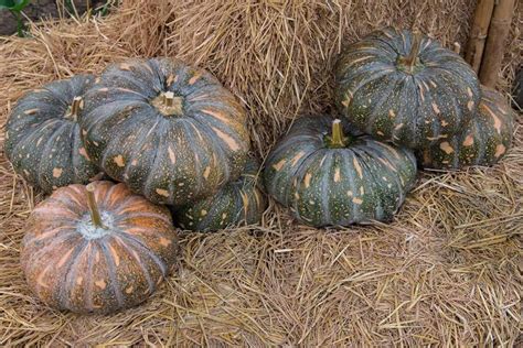 How To Plant And Grow Calabaza Squash Gardeners Path