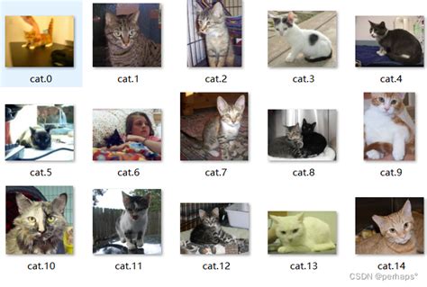 pytorch框架 猫狗分类 pytorch gpu猫狗分类 csdn博客