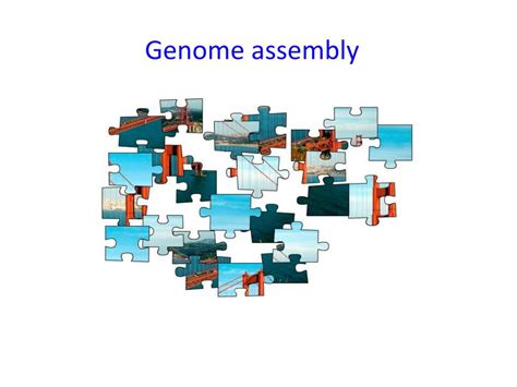 Ppt Genome Assembly Powerpoint Presentation Free Download Id2424563