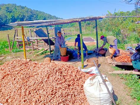 နွေရာသီကာလ၌ ဒေသထွက် နနွင်းခြောက်များ ဈေးကောင်းရရှိနေ Information And Public Relations Department