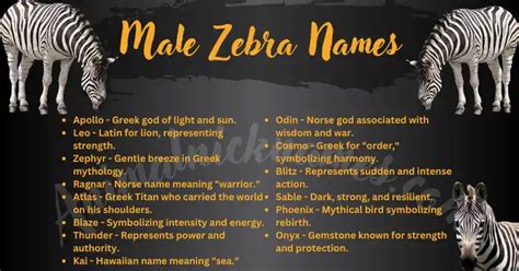 Best 500 Cool And Trendy Zebra Names Perfect Ideas