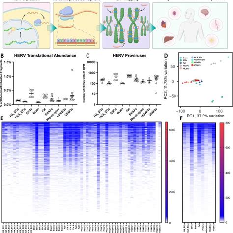 Ribosomal Profiling Reveals Active Translation Of Herv Proviruses In Download Scientific