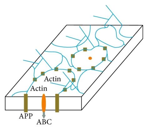 Models Of Abc Transporter Localization In Membrane Domains And Its Download Scientific Diagram