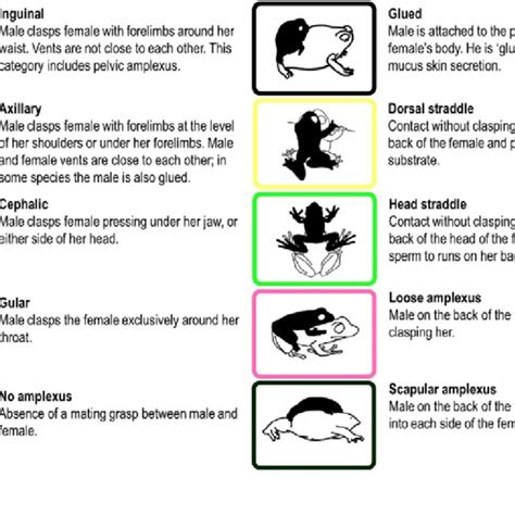 Pdf Much More Than A Clasp Evolutionary Pattern Of Amplexus Diversity In Anurans