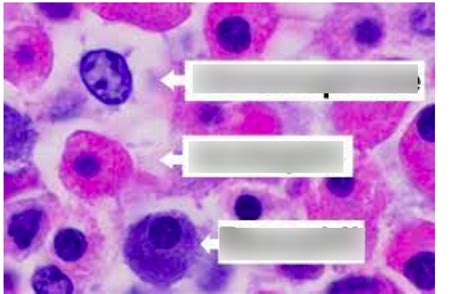 Staining Of Diff Cells Diagram Quizlet