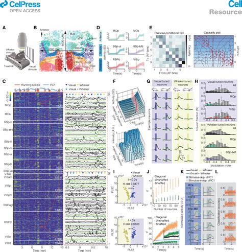 Figure 4 From Long Term Mesoscale Imaging Of 3d Intercellular Dynamics Across A Mammalian Organ