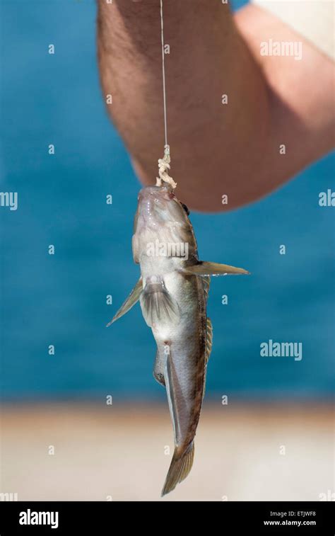 Catching Goby Fish Stock Photo Alamy