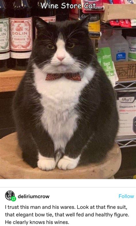 Pin On Endless Meme Stash Pt 20 Fancy Cats Cats Cute Funny Animals