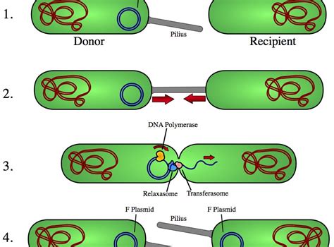 Fanatic Cook Do Bacteria Have Sex