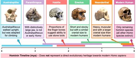 7 Key Stages In Human Evolution From Simple Organisms To Modern Humans