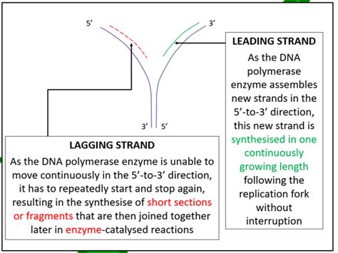 Semi Conservative Dna Replication Ocr A Level Biology Teaching Resources
