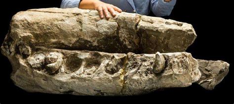Researchers Re Analyze 15 Million Year Old Sperm Whale Fossil Find