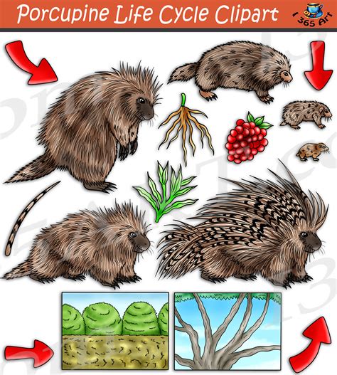 Porcupine Life Cycle Clipart Set Download Clipart 4 School