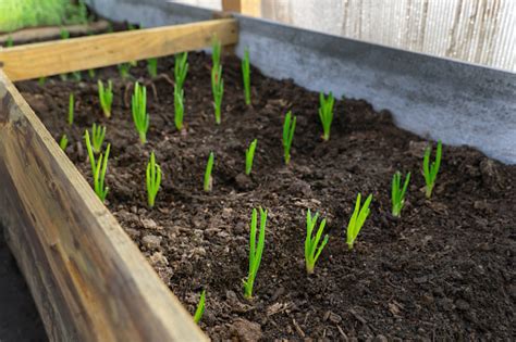 농가의 유기농 채소 밭에 있는 정원 침대에 새싹을 놓습니다 폴리 카보네이트 온실에서 비타민 채소 증가 비료에 대한 스톡 사진 및 기타 이미지 Istock