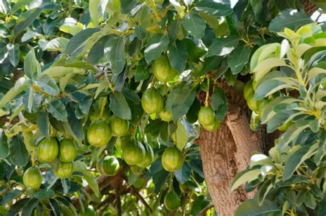 How To Take Care Of An Avocado Tree Gardeneco