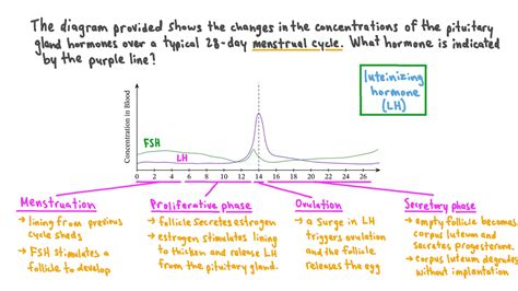 Graph Of Hormones During Cycle Lesson Explainer The Menstrual Cycle