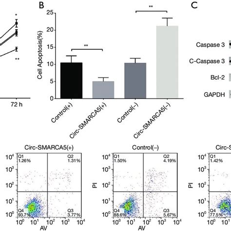 Matrigel Invasion Assay Matrigel Invasion Assay Crystal Violet Download Scientific Diagram