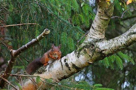 Premium Photo Squirrel On Tree Trunk