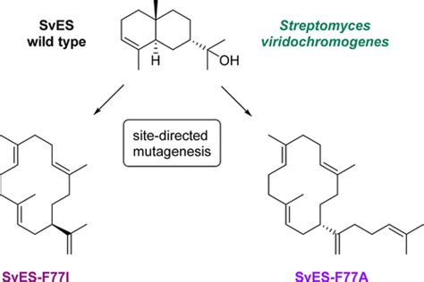 Turning A Sesquiterpene Synthase Into A Di And Sesterterpene Synthase Acs Catalysis