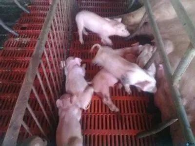 一种高度致死性仔猪腹泻型疾病猪梭菌性肠炎的防治诀窍 病猪