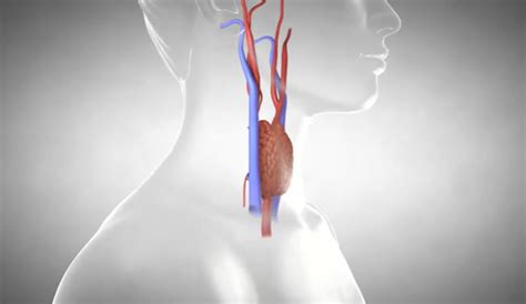 Hyperparathyroidism Blood Test Results Explained Hrf