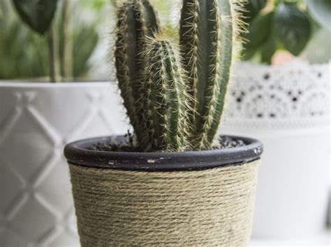 Як врятувати кактус зламаний від тяжкості свого тіла за допомогою