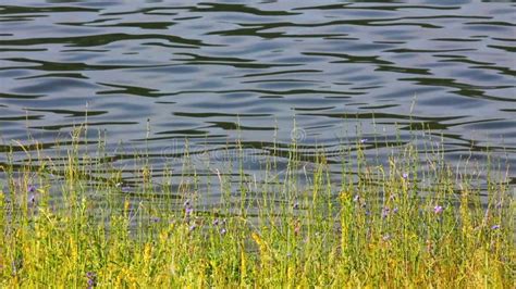 Water Ripple On Pond And Grass Stock Video Video Of Beautiful Focus